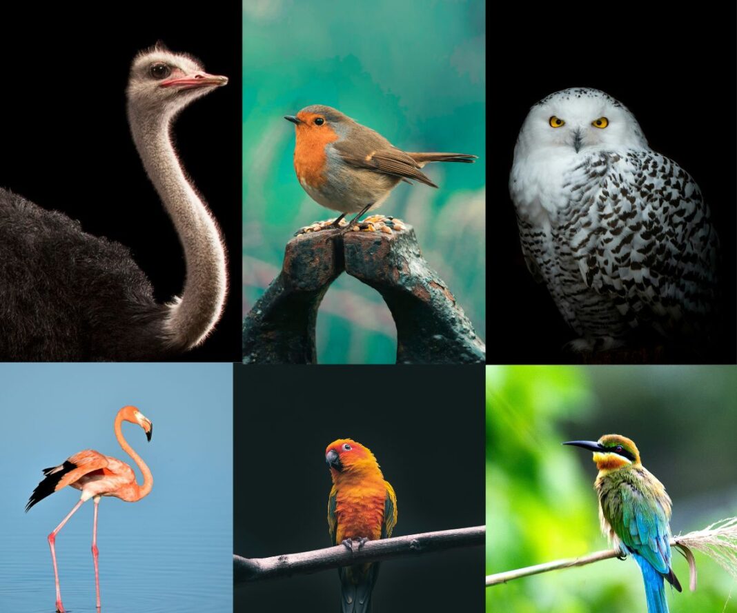 The bird flu is still active - The Brock Press